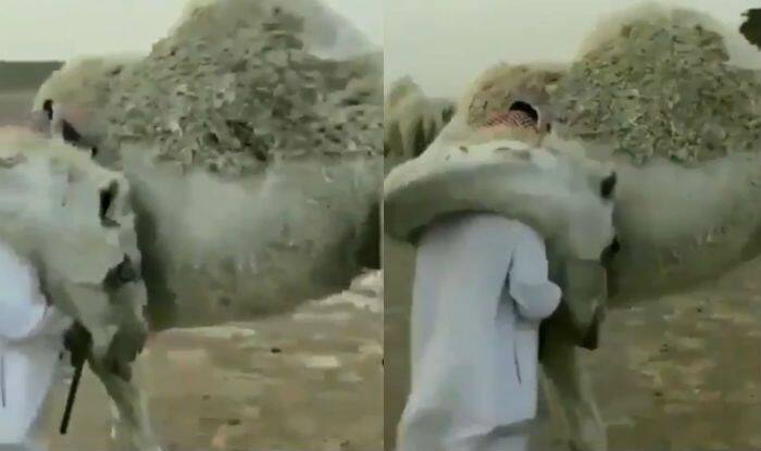 Camel Gives Warm Hug to Owner When he Comes Back After a Few Days in a ...