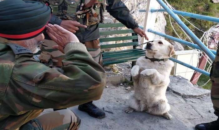 Dog Salute: ड्यूटी पर तैनात कुत्ते ने सेना के कमांडर को देख फौरन किया ...