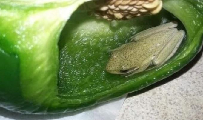 Canadian Couple Finds A Live Frog Inside A Capsicum While Cooking ...