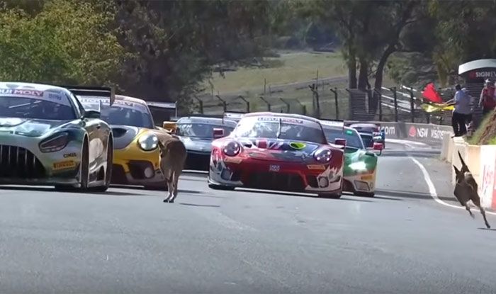 WATCH: Spectacular Scenes as Two Kangaroos Interrupt Bathurst 12-Hour ...