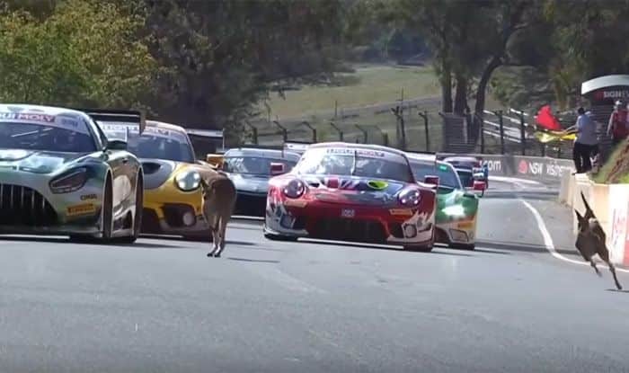 WATCH: Spectacular Scenes as Two Kangaroos Interrupt Bathurst 12-Hour ...
