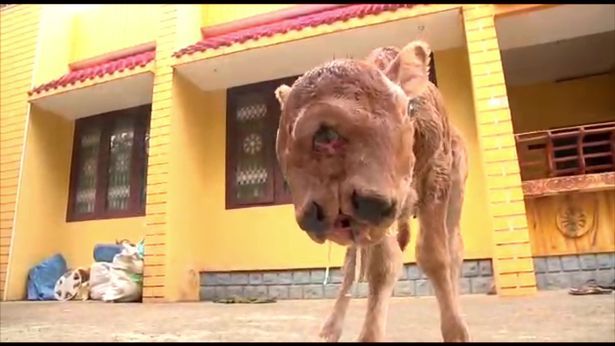 Villagers Shocked After Cow Gives Birth To a Calf With Two Heads, Four ...