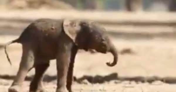 Adorable Video Of Baby Elephant Trying To Take First Steps Goes Viral ...