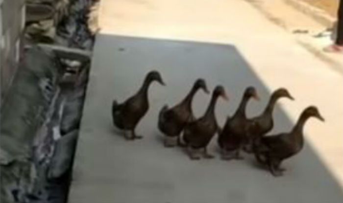 Friendship Goals: A Flock of Ducks Meet Daily For Swimming Together ...