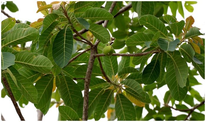Benefits Of Mahua: हर तरह की परेशानियों के लिए किसी रामबाण से कम नहीं ...