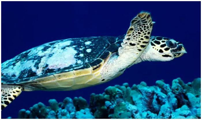 Meet Yoshi, The Turtle Who Travelled 37,000 Kms to Locate Its Home ...