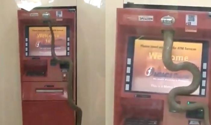 Stuff of Nightmares! Video of Snake Crawling Inside ATM Machine Will ...
