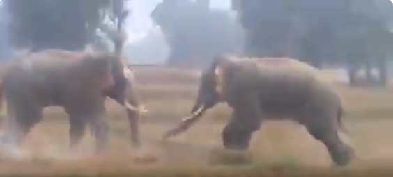 Clash of Titans: Video of Two Elephants Locking Horns in Rare Face Off ...