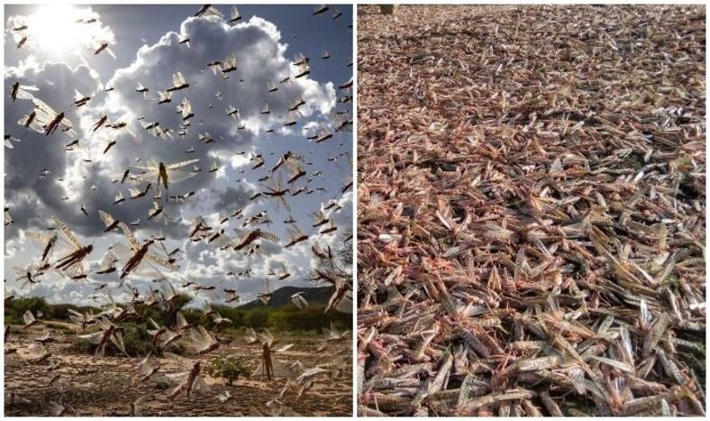 Terrifying Videos of Locust Attack Take Over Twitter;