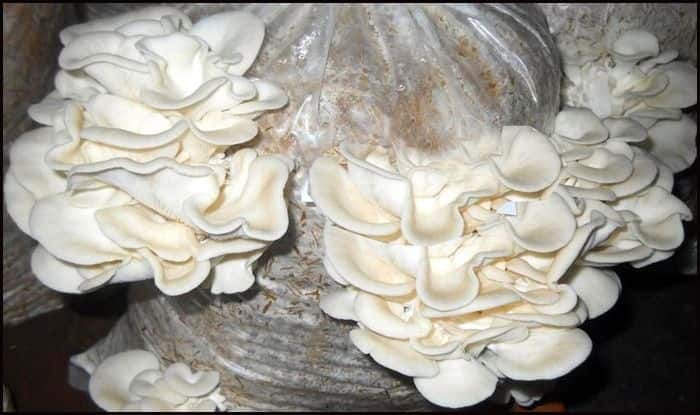 Himachal Pradesh’s Tribal Farmers Begin Cultivating Dhingri or Oyster ...