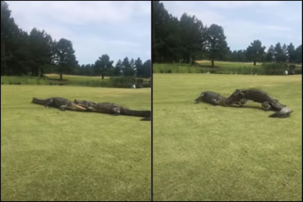 Attack Mode: Video of Two Alligators’ Epic Face-Off in Middle of Golf ...