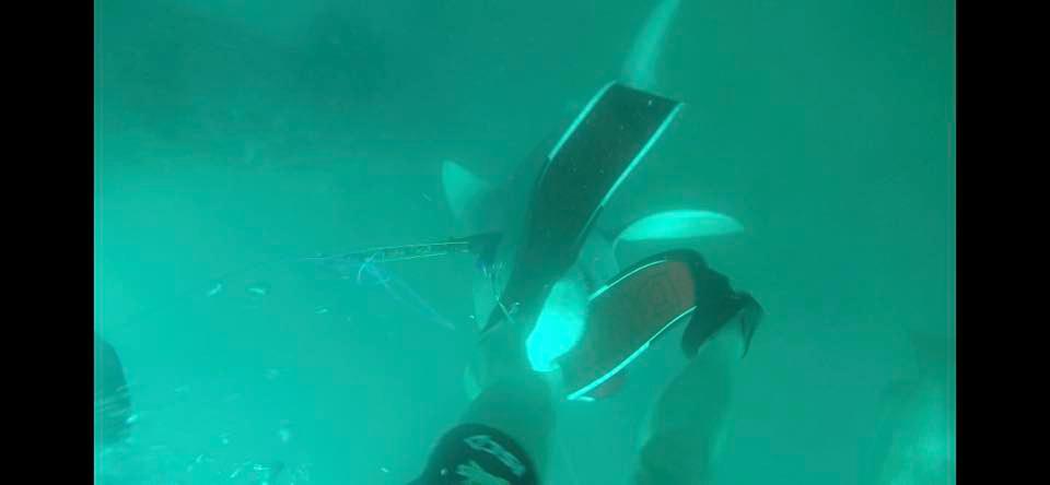 18-Year-Old Shares Chilling Pictures of Bull Shark Attacking Him While ...