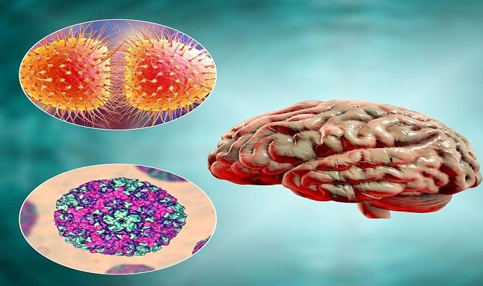 Meningitis And Sepsis Causing Bacteria Meningococci Use a Small Protein ...