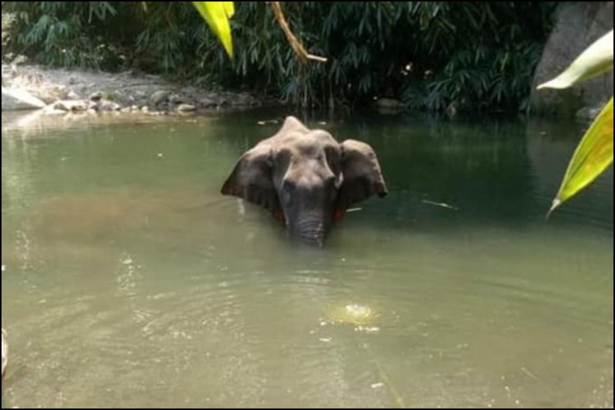Kerala Elephant: 1 Arrested in Connection With Palakkad Elephant Death ...