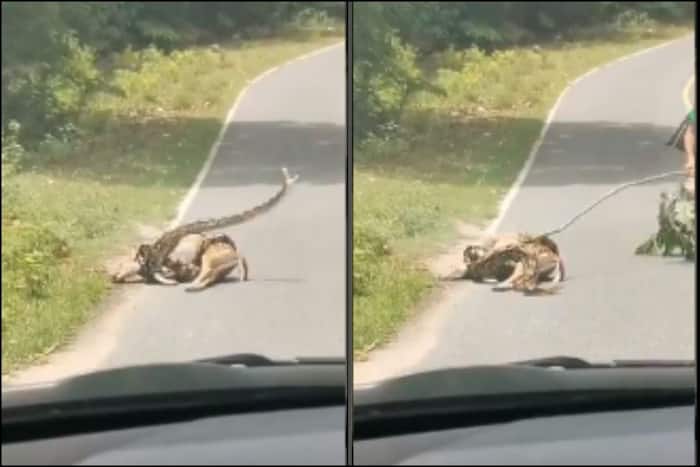 Act of Kindness or Interfering With Food Chain? Twitter Debates as ...