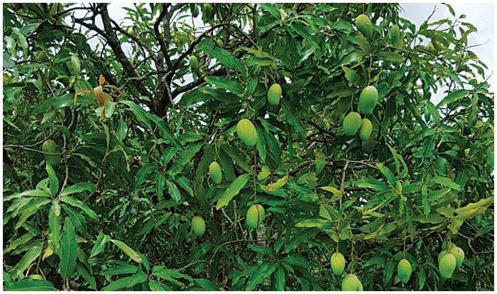 ₹1000/Mango! THIS 'Aam' From Madhya Pradesh Is Definitely Special