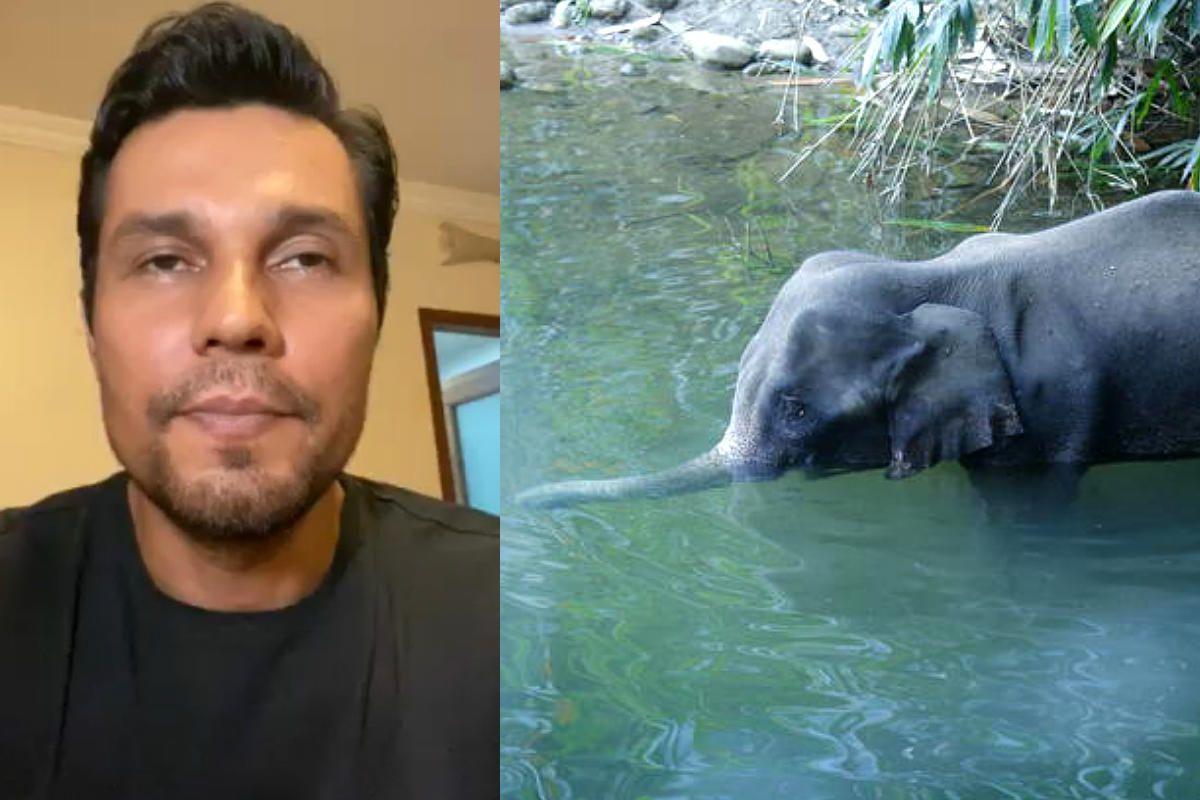 Randeep Hooda on Pregnant Elephant’s Killing in Kerala: Laws Exist on ...