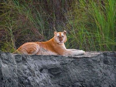 Golden Tigress in Kaziranga a Case of Colour Aberration Caused by ...