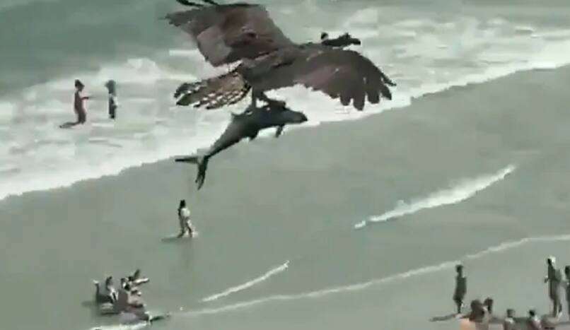Fascinating Video of a Bird Capturing a Shark-Like Fish Leaves Twitter ...