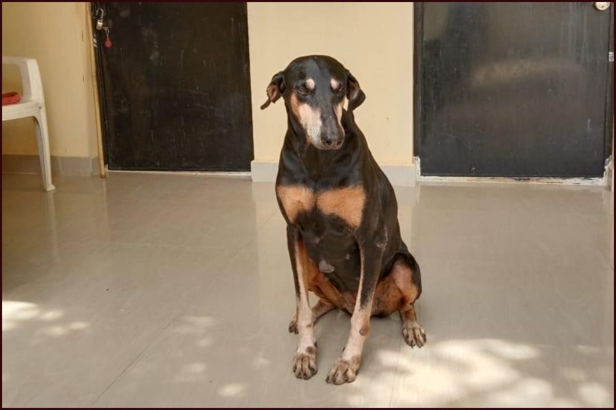 Who’s a Good Boi? Dog in Karnataka Runs 12 Kms at Night, Helps Police ...