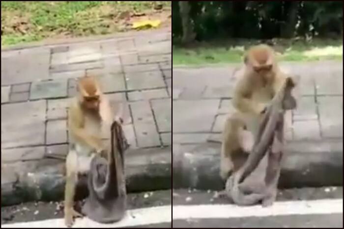 ‘That Was Full Mithun Chakraborty’: Netizens Left in Splits Over Viral ...