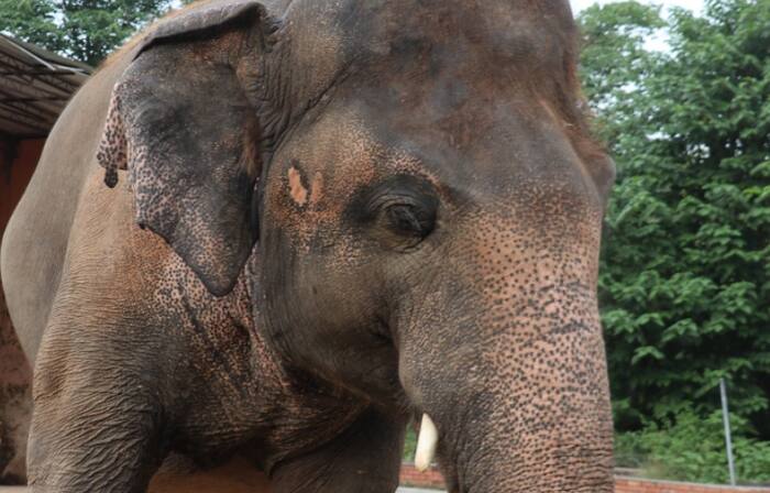 Elephant Living in Chains for 30 Years in a Pakistani Zoo Set to be ...