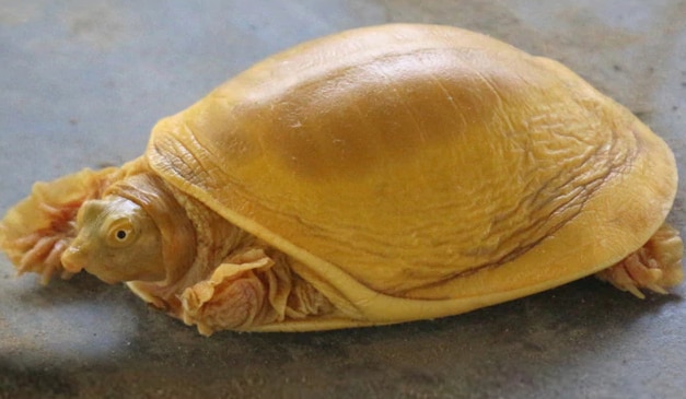 Rare Turtle Born With Golden Shell Found in Nepal, Hailed as an ...