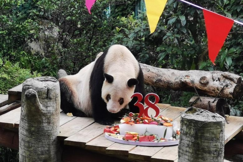 Awwdorable! World’s Oldest Captive Giant Panda Celebrates 38th Birthday ...