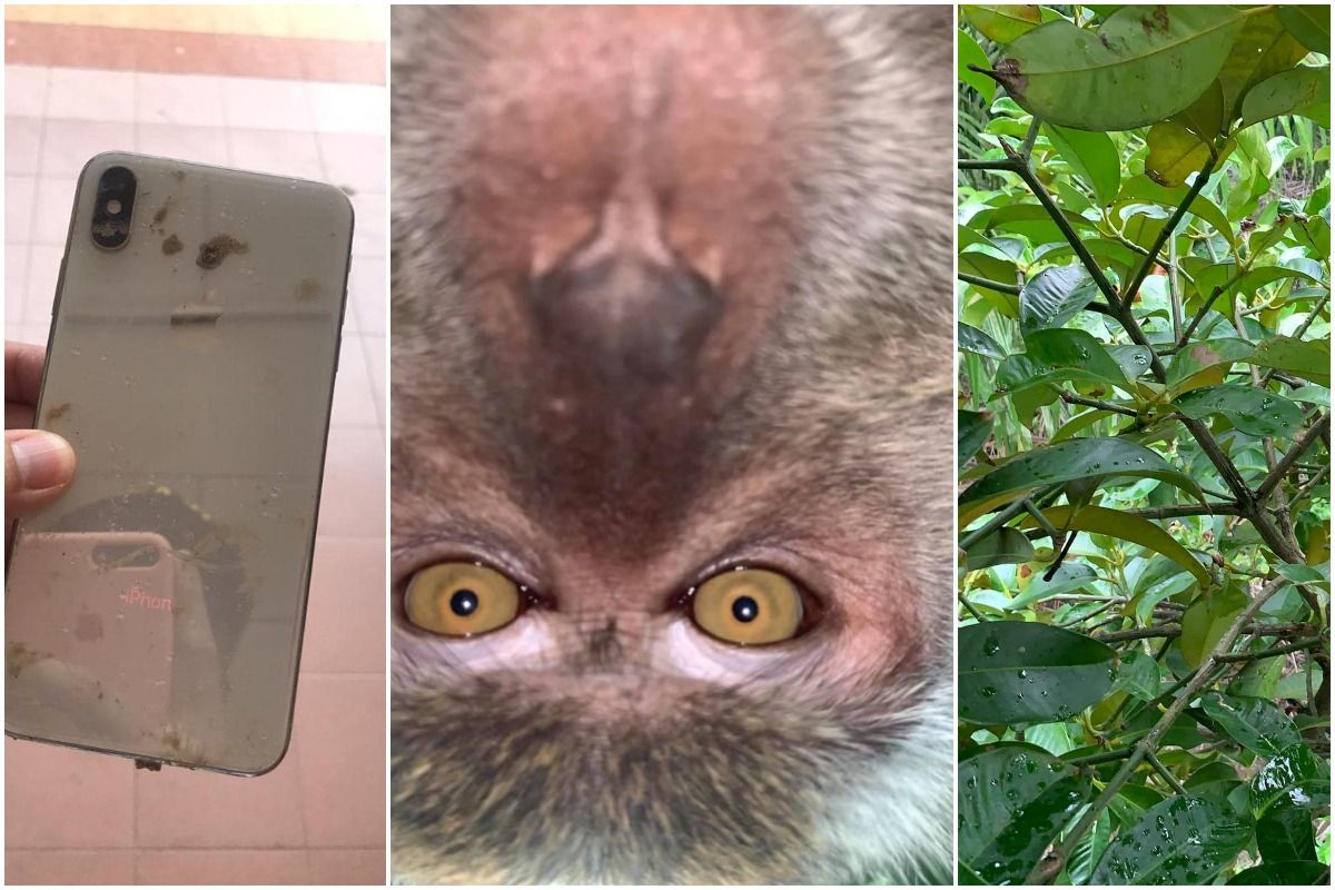 Monkey Steals Man’s iPhone While He Was Asleep, Takes Cute Selfies ...