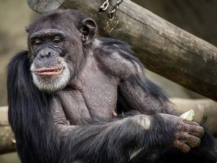 Fossil of Newly Discovered Ape Species, Dating Back 13 Million Years ...