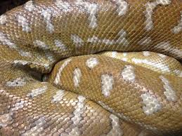 10-Foot-Long Python Dies Mysteriously After Swallowing a Deer in Uttar ...