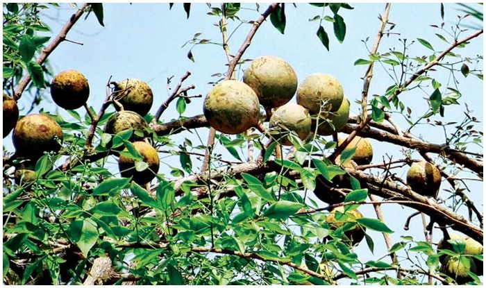Benefits Of Bael Patra: भगवान शिव का प्रिय 'बेलपत्र' सेहत के लिए भी ...