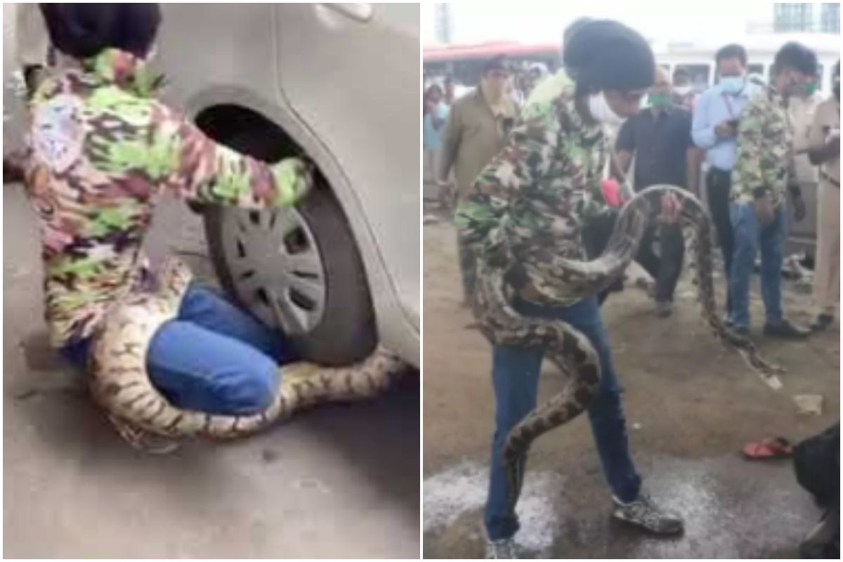Watch | Rock Python Caught Under The Wheels of a Car in Mumbai, Freed ...