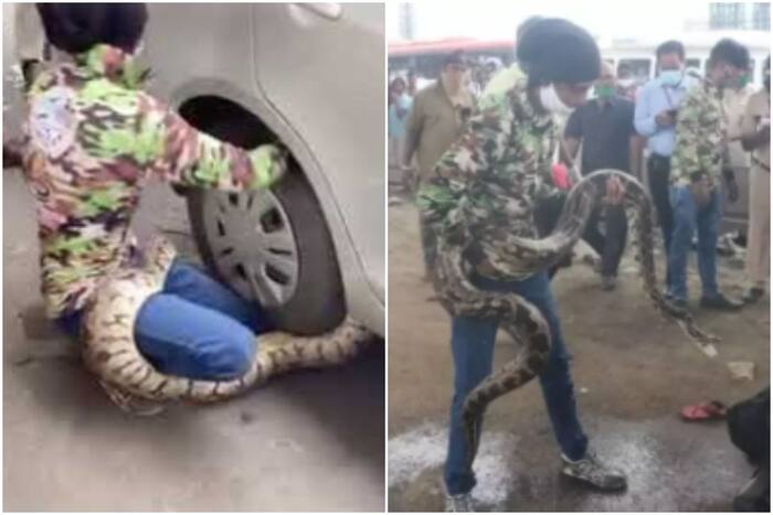 Watch | Rock Python Caught Under The Wheels of a Car in Mumbai, Freed ...