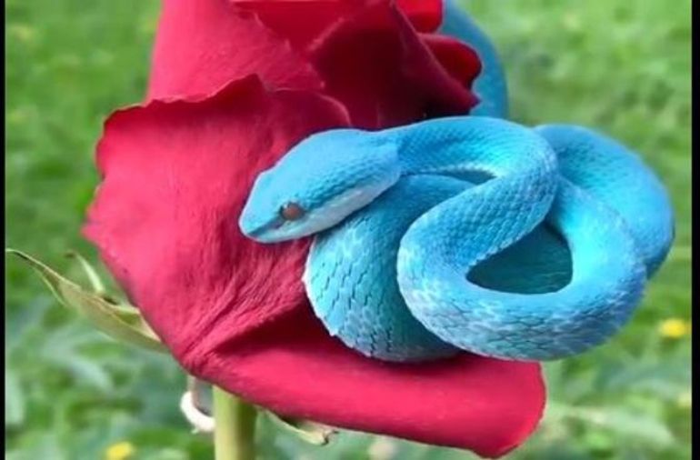 Rare Blue Snake: पहली बार दुनिया को दिखा दुर्लभ नीला सांप, लोगों ने ...