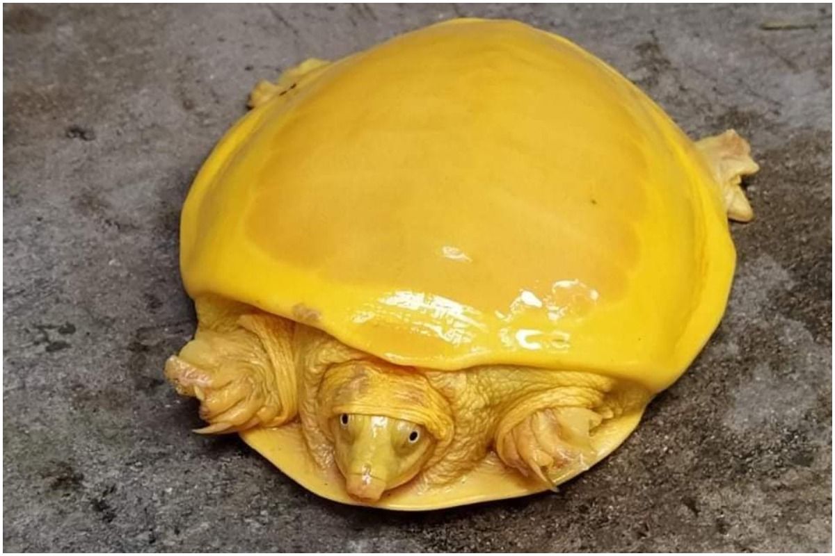 After Odisha, Rare Bright Yellow Turtle Found In West Bengal; Pictures ...