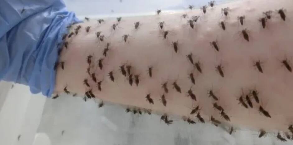 This Australian Scientist Lets Thousands of Infected Mosquitoes Bite ...
