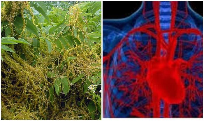 Benefits Of Aakash Bel: खुजली से लेकर पाइल्स की समस्या के लिए फायदेमंद ...