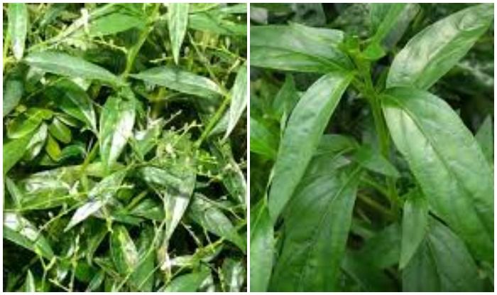 Kalmegh Health Benefits: त्वचा संबंधी रोगों और नींद न आने की समस्या से ...