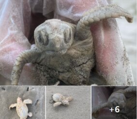 Incredibly Rare Sight! White Sea Turtle Discovered on South Carolina ...