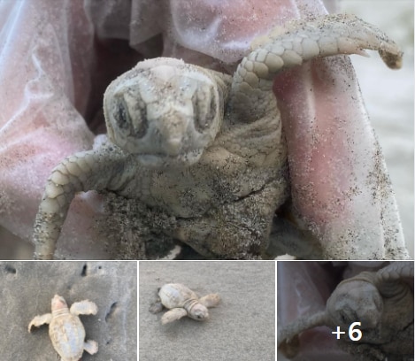Incredibly Rare Sight! White Sea Turtle Discovered on South Carolina ...