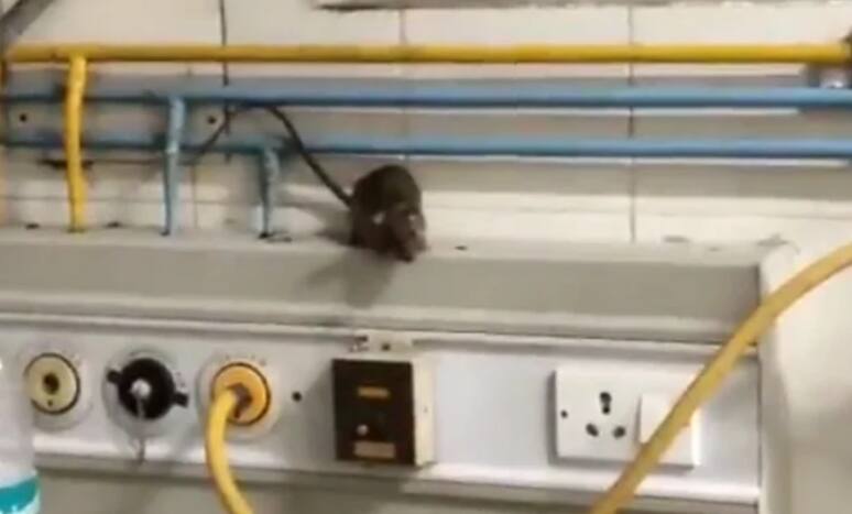 Watch: Shocking Video of Rats Running Around Inside ICU of Tamil Nadu ...