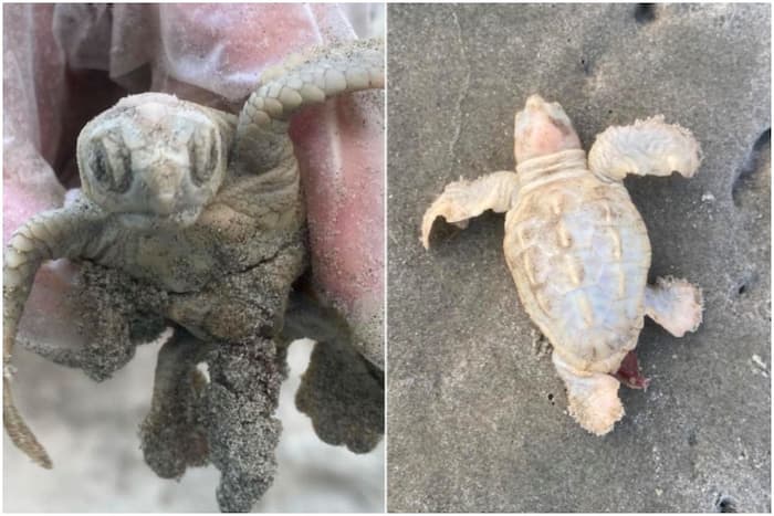 Incredibly Rare Sight! White Sea Turtle Discovered on South Carolina ...