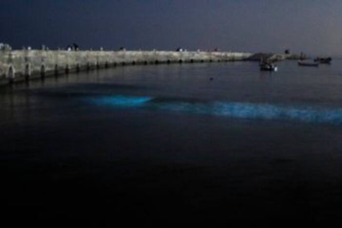 ‘Magical’ Blue Tide Spotted in Mumbai Beaches, Know More About This ...