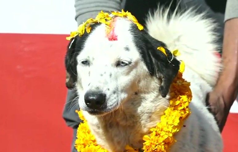 Diwali For Dogs: Nepal Celebrates ‘Kukur Tihar’ By Worshipping and ...