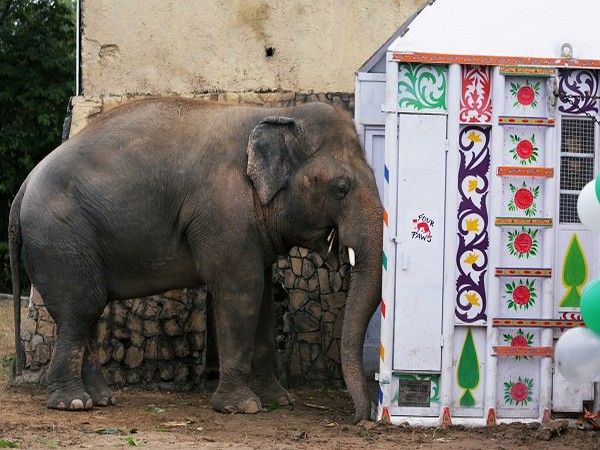 Kaavan, the World’s Loneliest Elephant in Pakistan Finally Finds a New ...