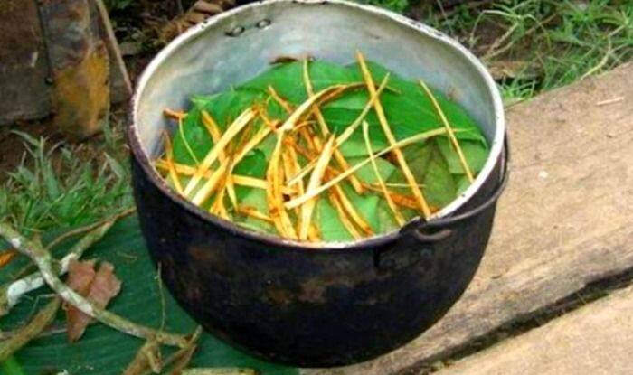 Drinking This Amazonian Tea Can Help You in Ways You Cannot Imagine