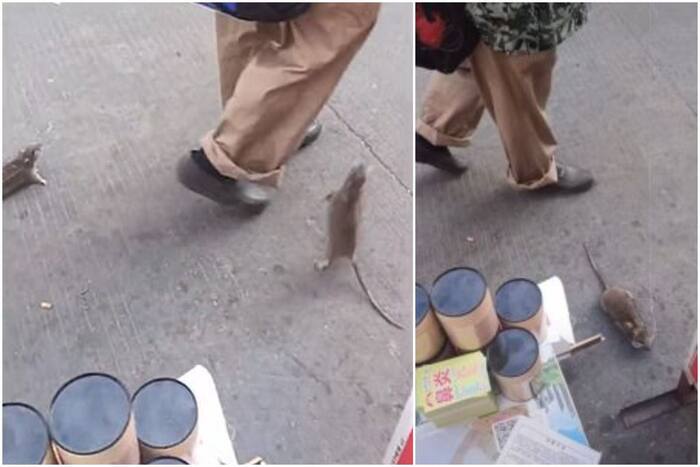 Bizarre! Chinese Man Seen Taking Two Rats for a
