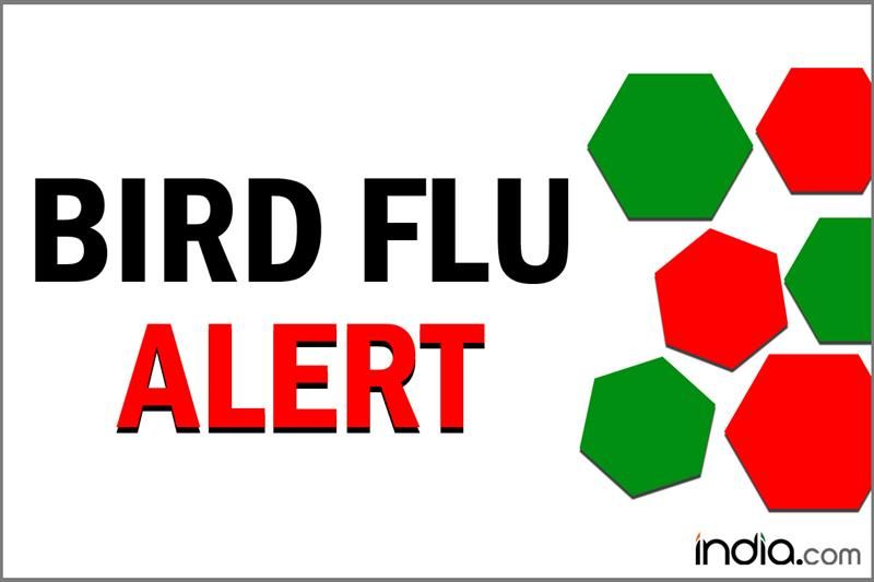Bird Flu Scare: Kerala Orders Culling of 48K Birds, Rajasthan, MP on ...