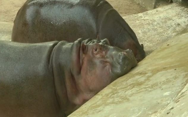A Birthday Party for Gujarat Zoo’s 2-yr-old Hippo ‘Mangal’ | India.com